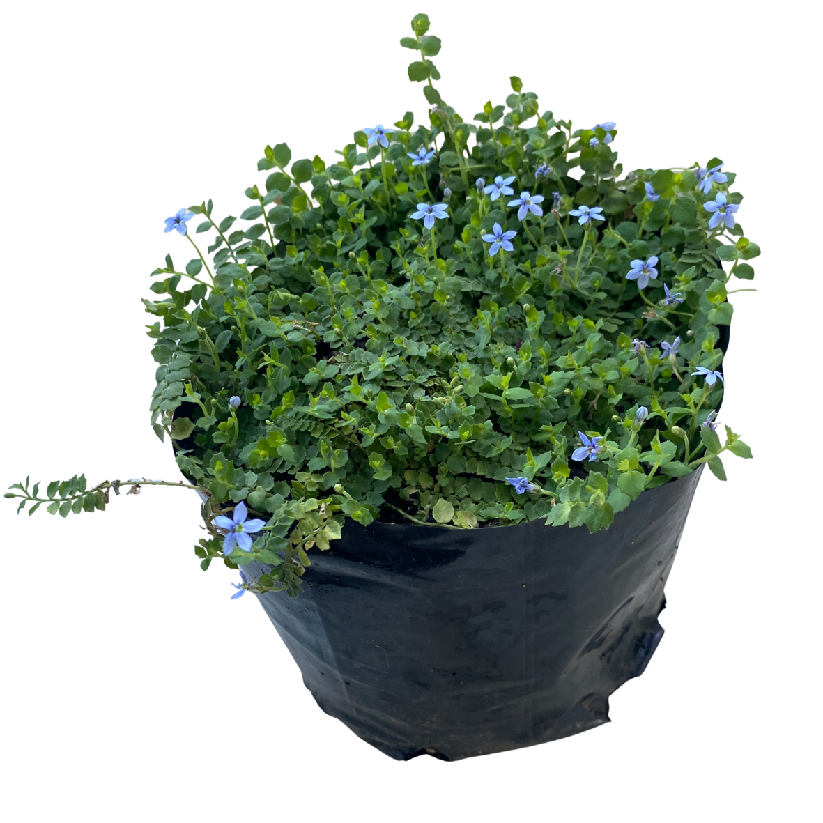 Pratia 'Blue star creeper' - greenline-growery.co.za